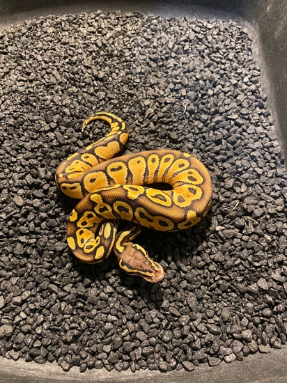 Special Pastel 120 Shipped Ball Python by Carpy's Boas and Corns Snakes