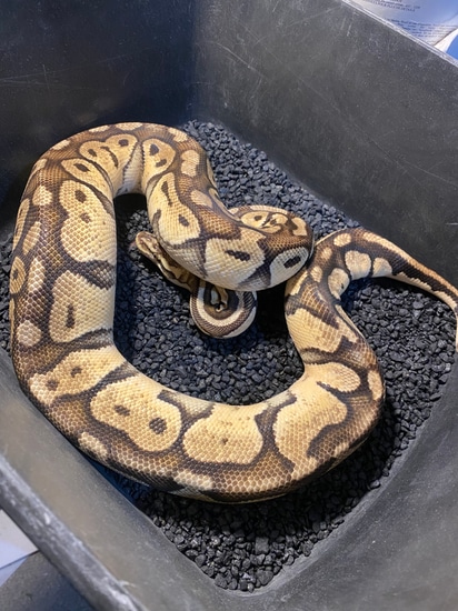 Super Pastel Ball Python by Carpy's Boas and Corns Snakes