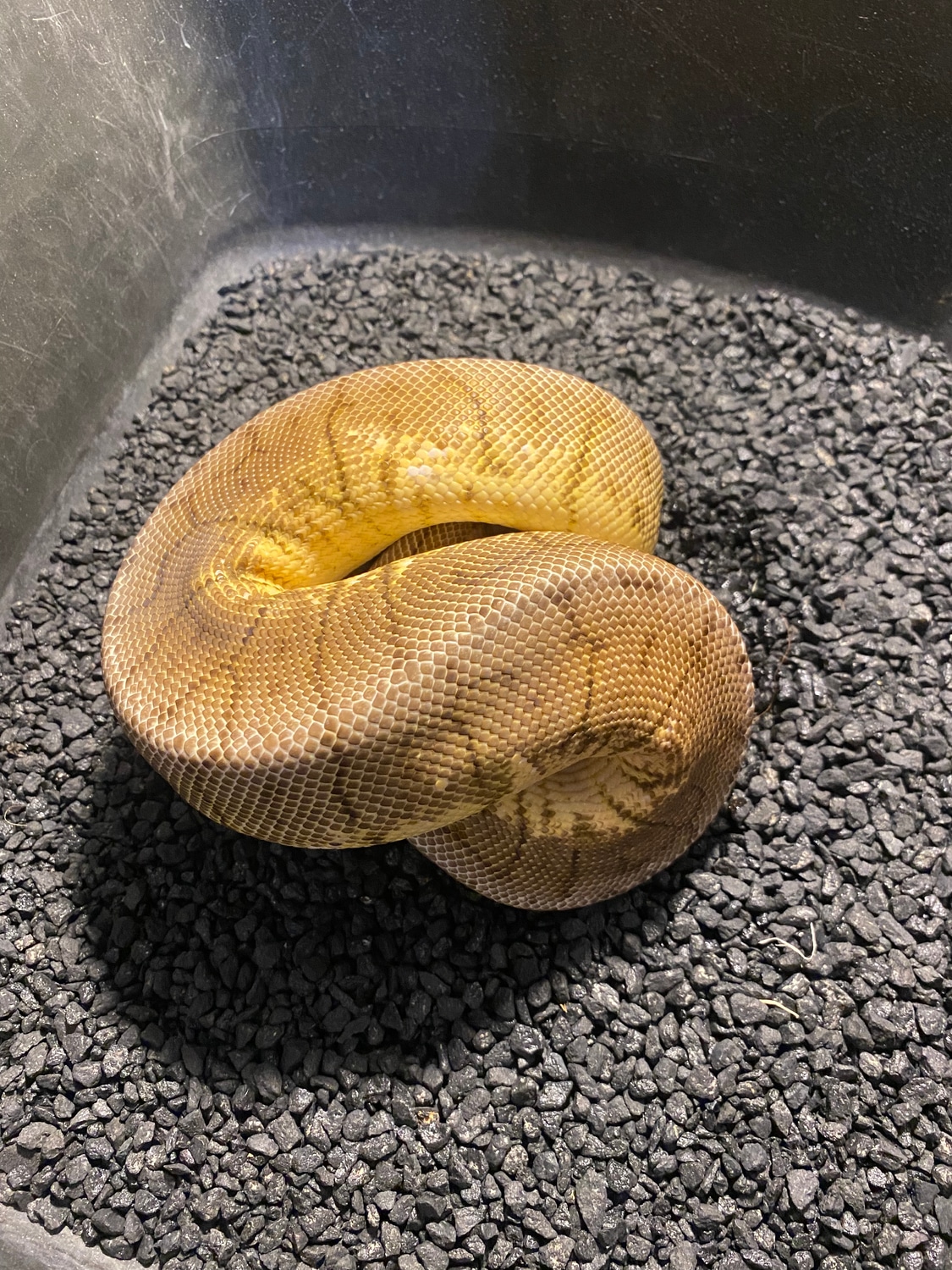 Black Pewter King Pin Ball Python by Carpy's Boas and Corns Snakes - MorphMarket