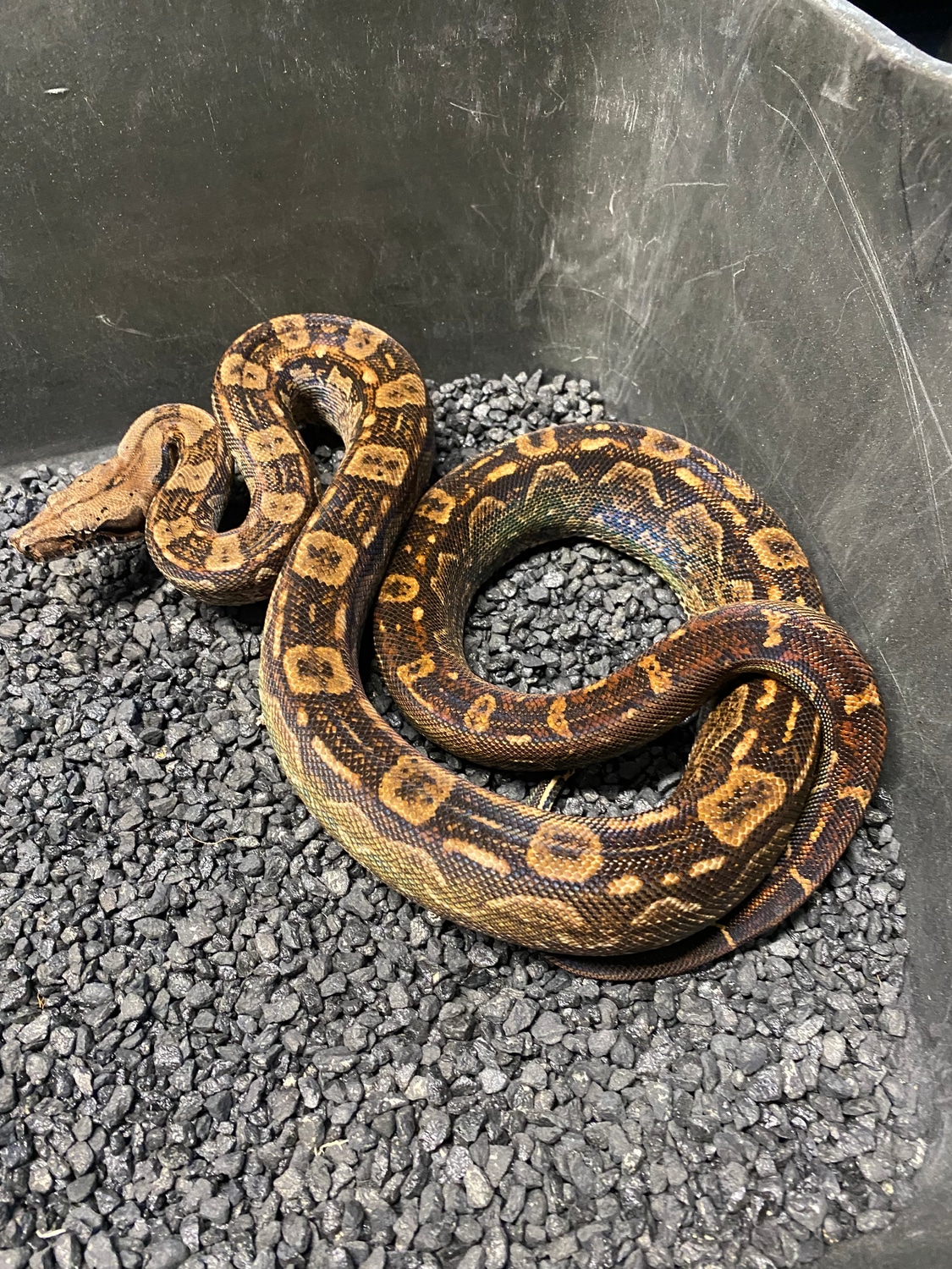Aztec Het Blood Boa Constrictor by Carpy's Boas and Corns Snakes ...