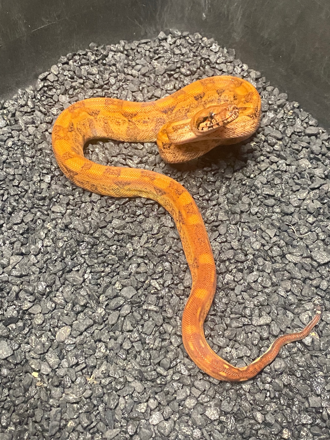 Hypo Blood Aztec Boa Constrictor by Carpy's Boas and Corns Snakes ...