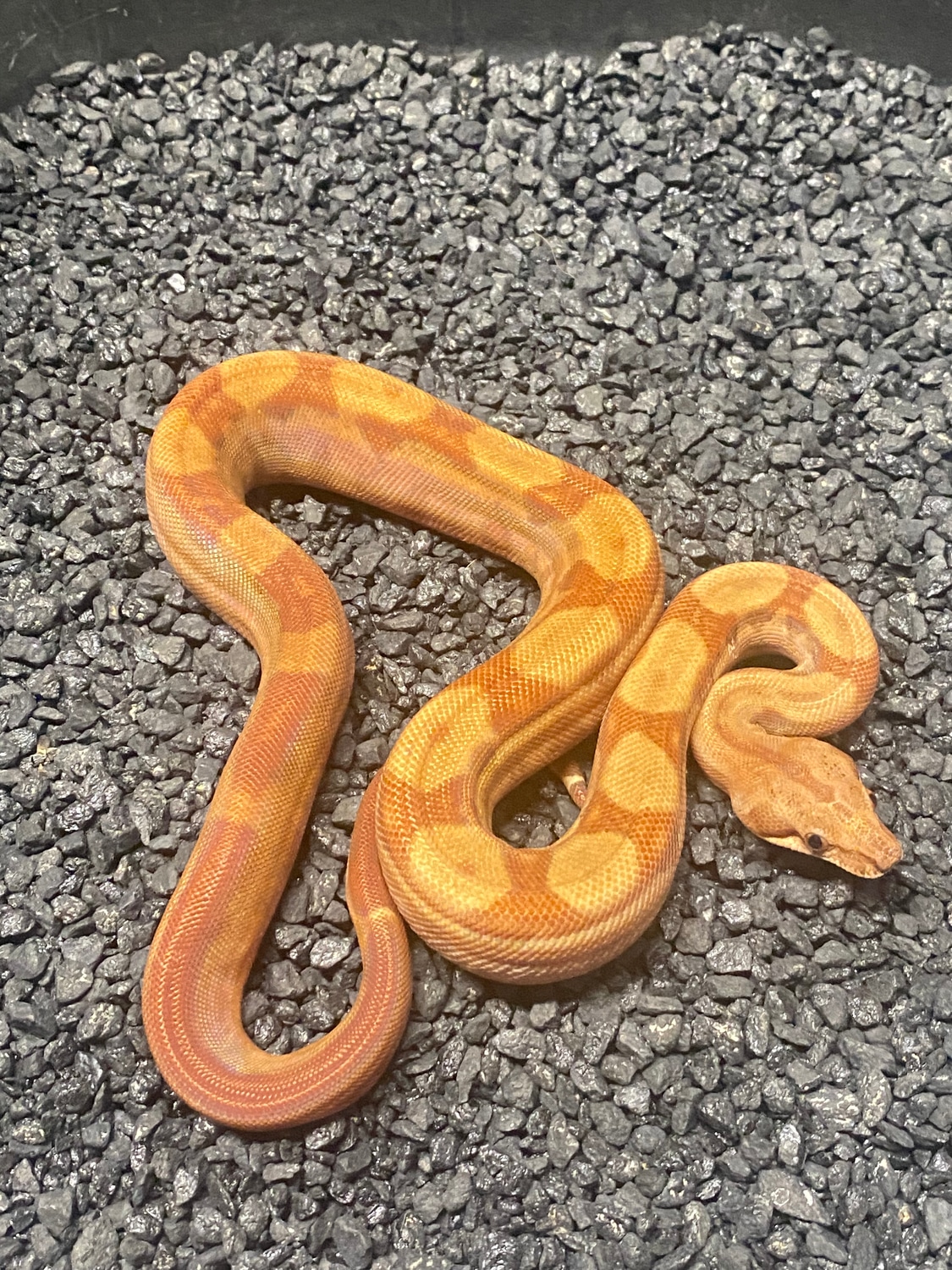 Ca T+ Sunglow Motley 66% Het Blood Boa Constrictor by Carpy's Boas and ...