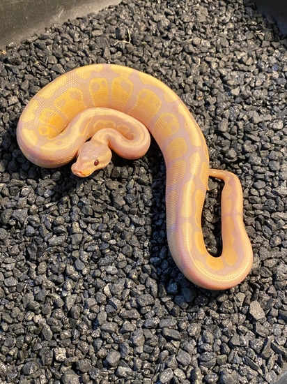 Banana Vanilla Ball Python by Carpy's Boas and Corns Snakes