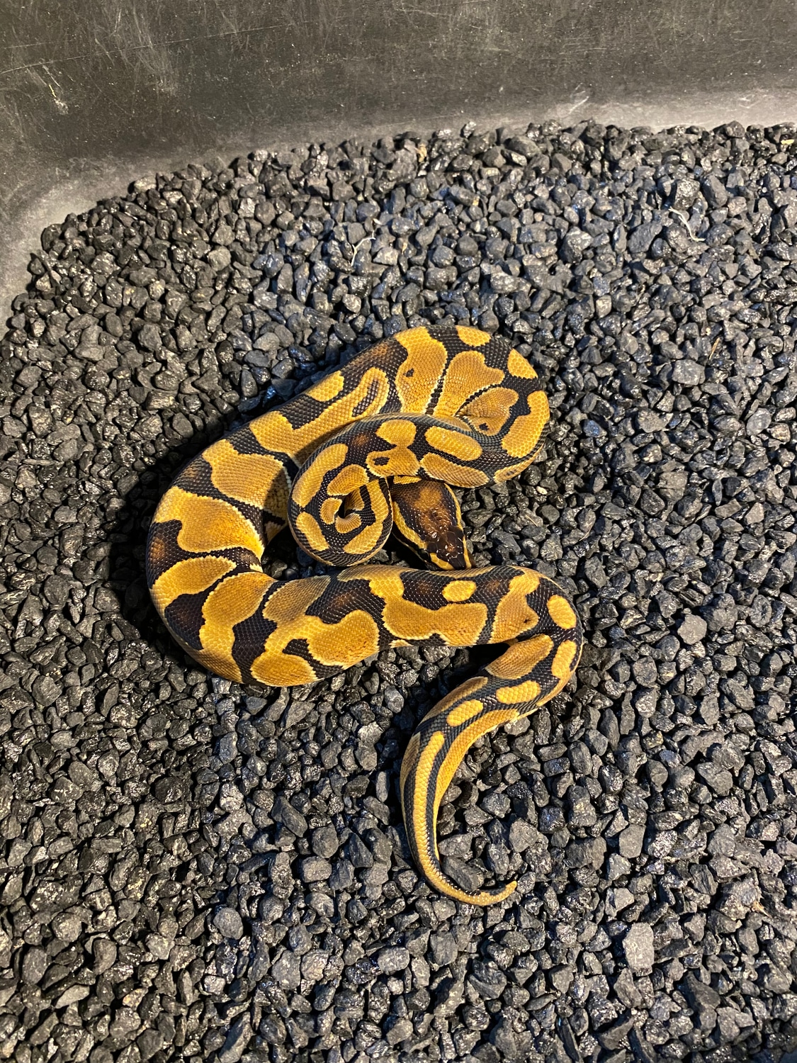 Enchi Ball Python by Carpy's Boas and Corns Snakes - MorphMarket