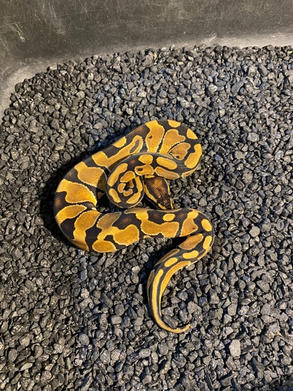 Enchi Ball Python by Carpy's Boas and Corns Snakes