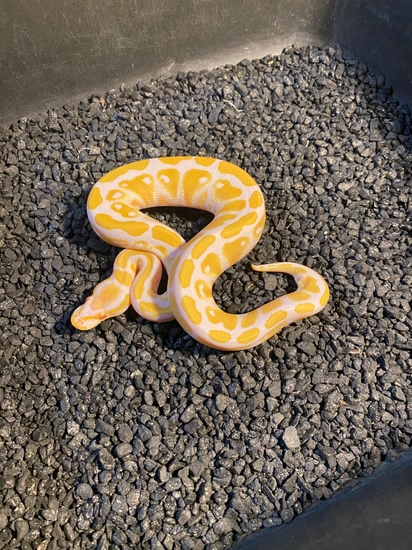Albino Ball Python by Carpy's Boas and Corns Snakes