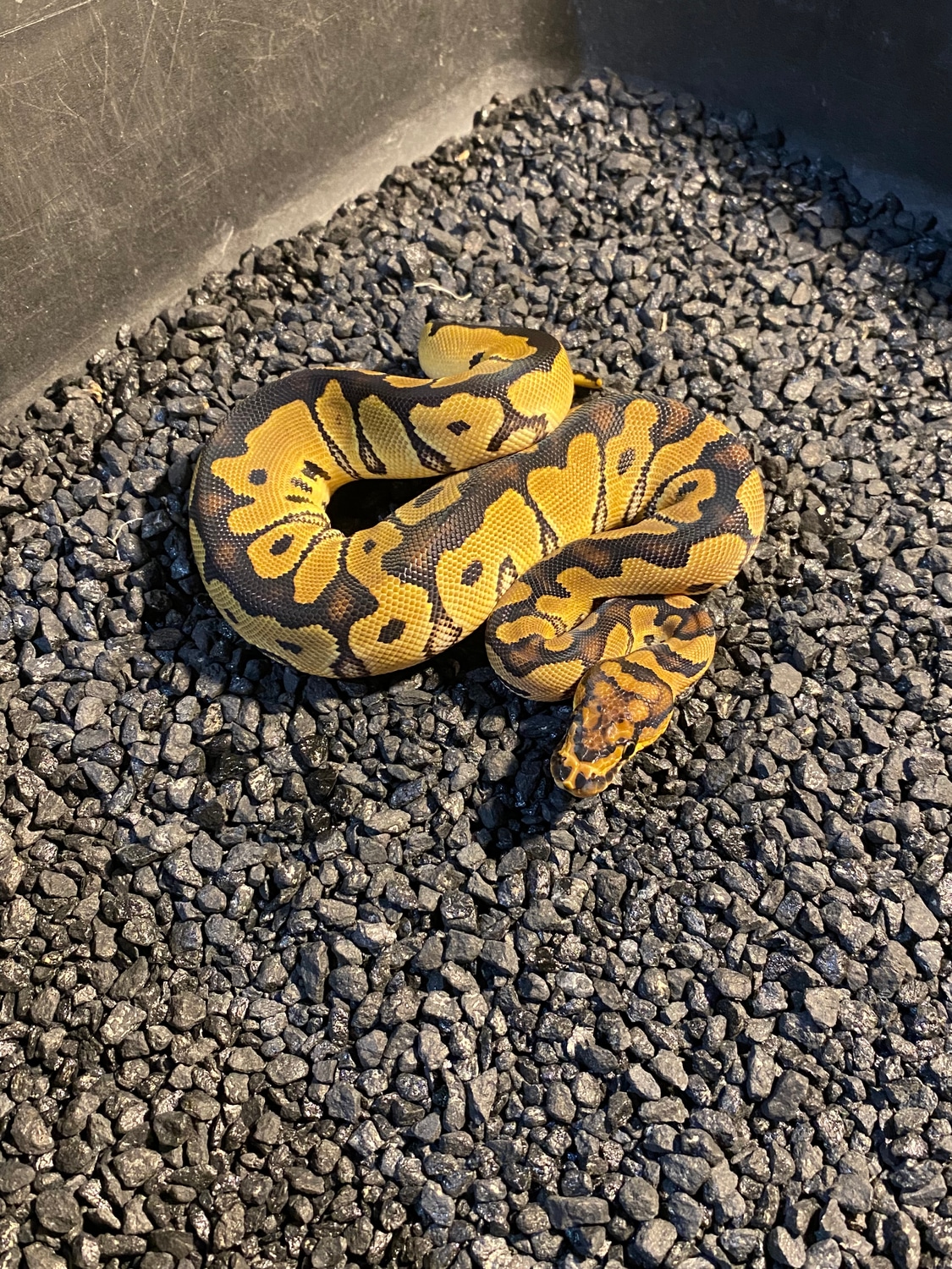 Clown 66% Het Albino Ball Python by Carpy's Boas and Corns Snakes ...