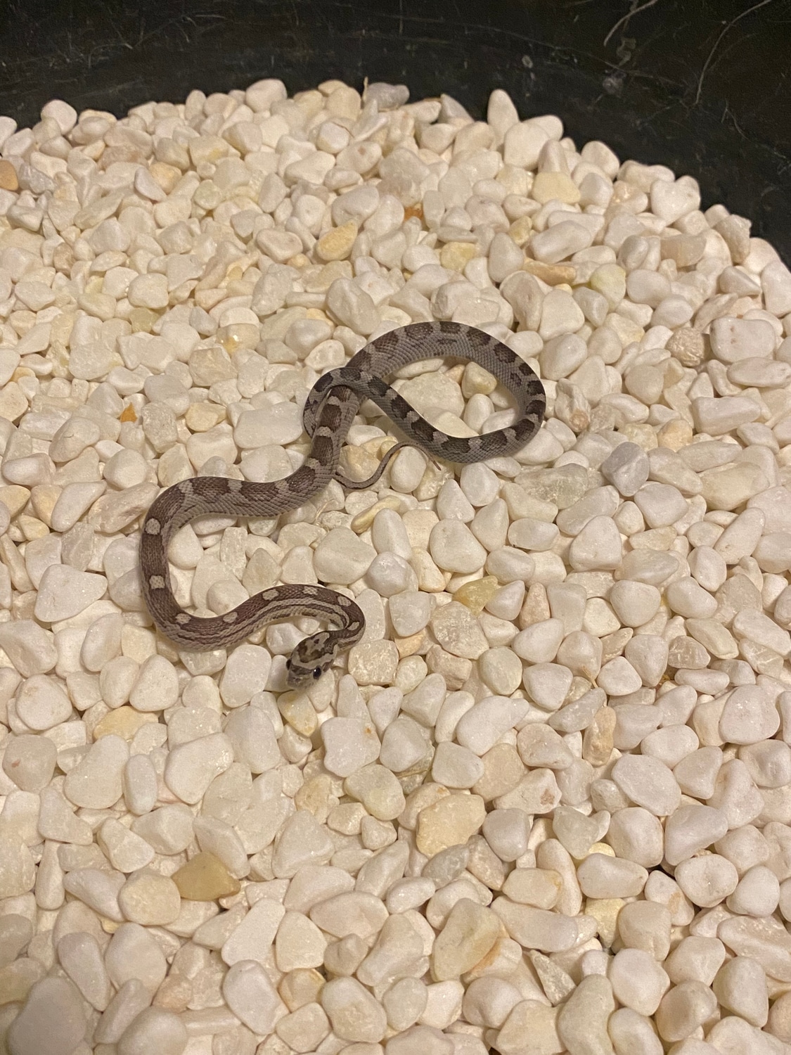 Anery Motley Het Amel And Lavender Corn Snake by Carpy's Boas and Corns ...