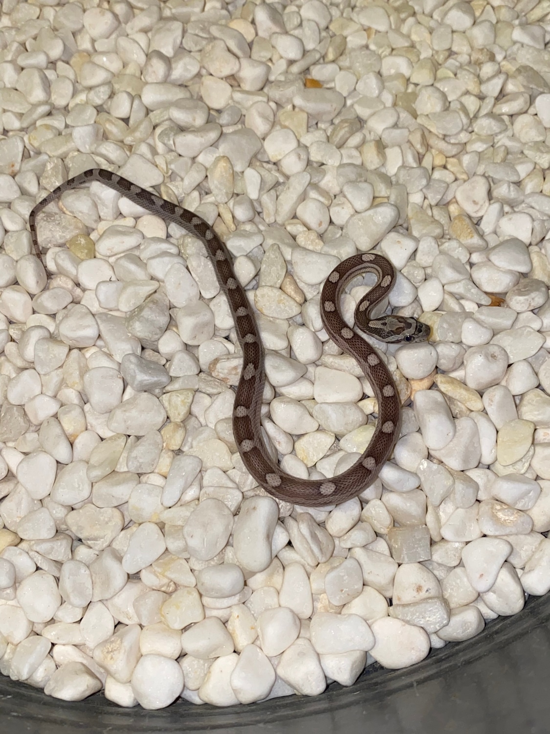 Anery Motley Het Amel And Lavender Corn Snake by Carpy's Boas and Corns ...