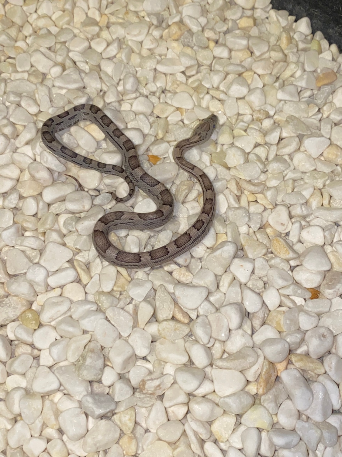 Anery Motley Het Amel Corn Snake by Carpy's Boas and Corns Snakes ...