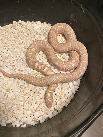 Lavender Snow Florida Kingsnake by Carpy's Boas and Corns Snakes