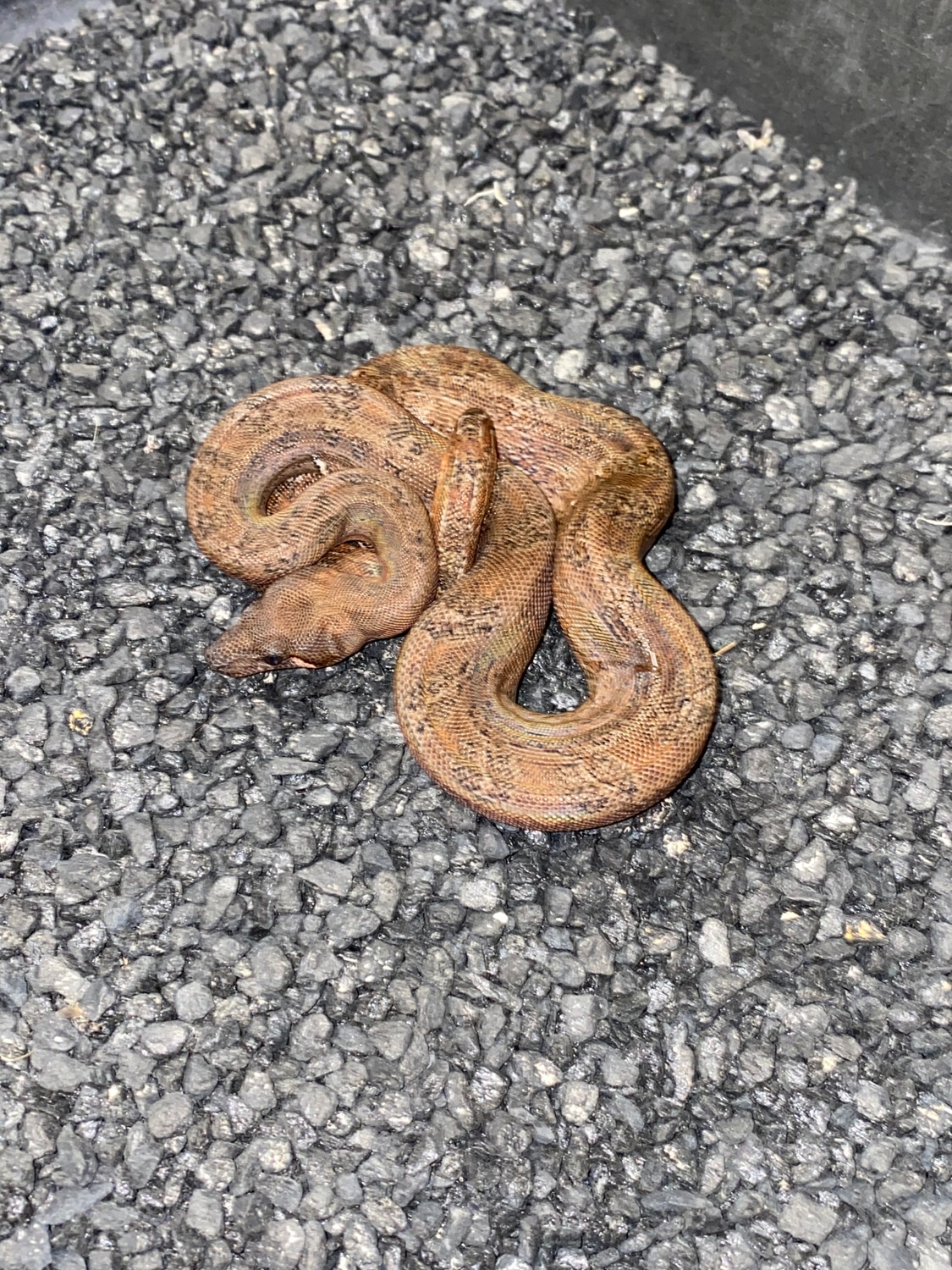 Leopard Blood Het Lindy T Boa Constrictor by Carpy's Boas and Corns ...
