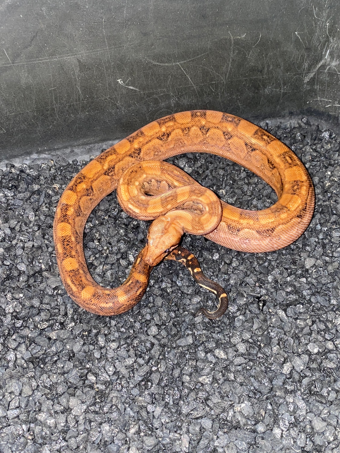 Aztec Blood Boa Constrictor by Carpy's Boas and Corns Snakes - MorphMarket
