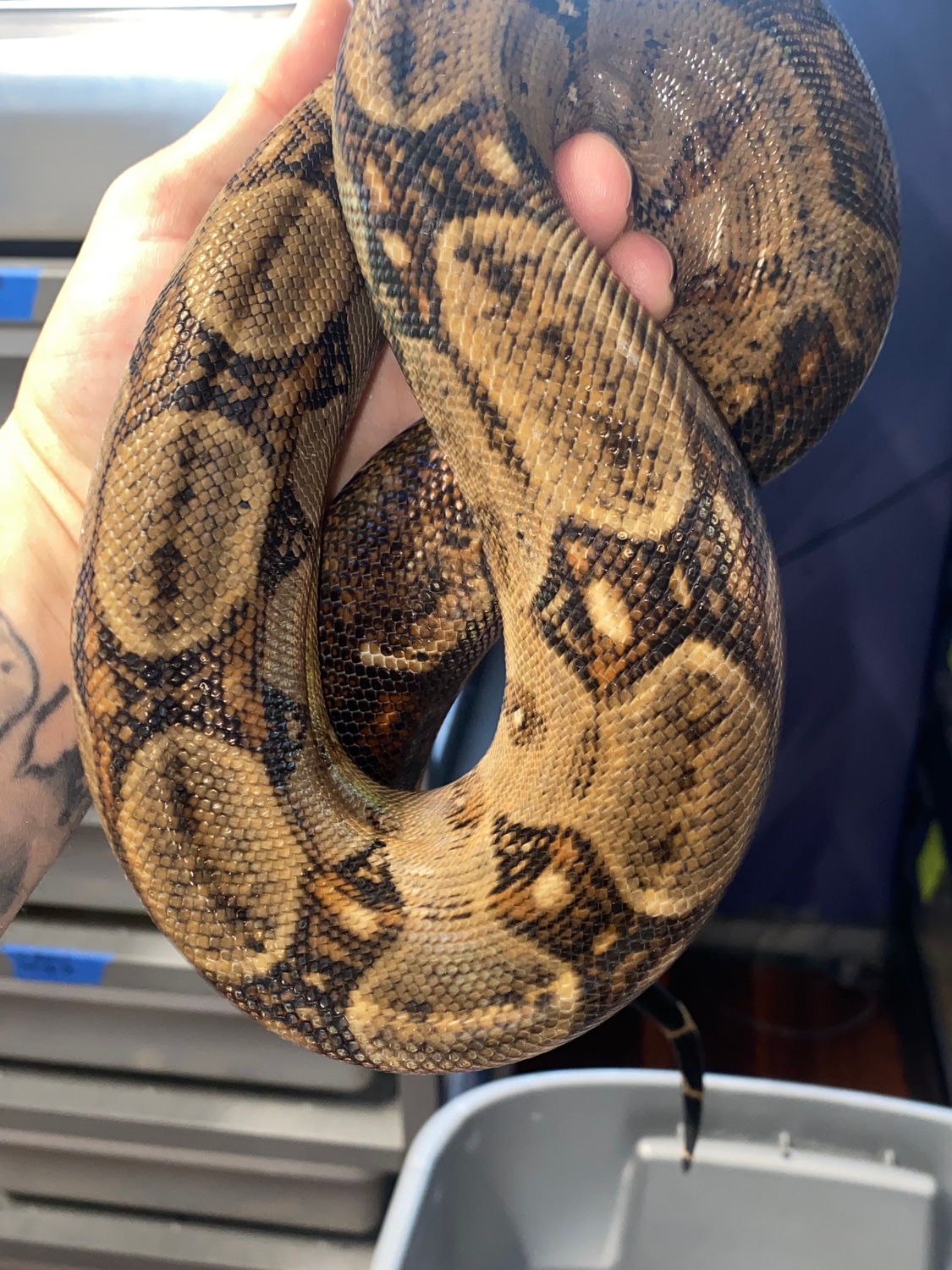 Het Type 2 Anery Blood And Ca T Boa Constrictor by Carpy's Boas and ...