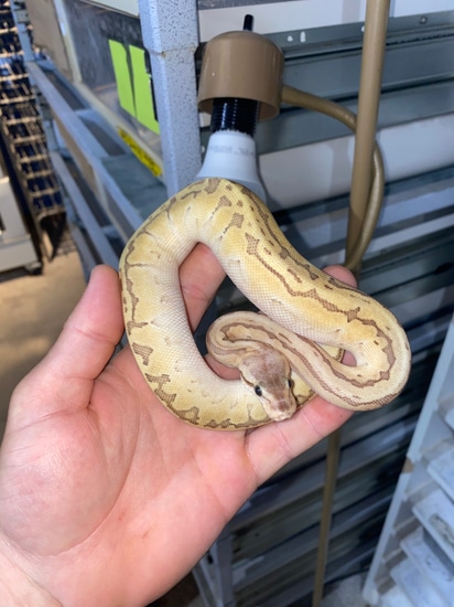 Black Pewter Butter Pinstripe Ball Python by Carpy's Boas and Corns Snakes