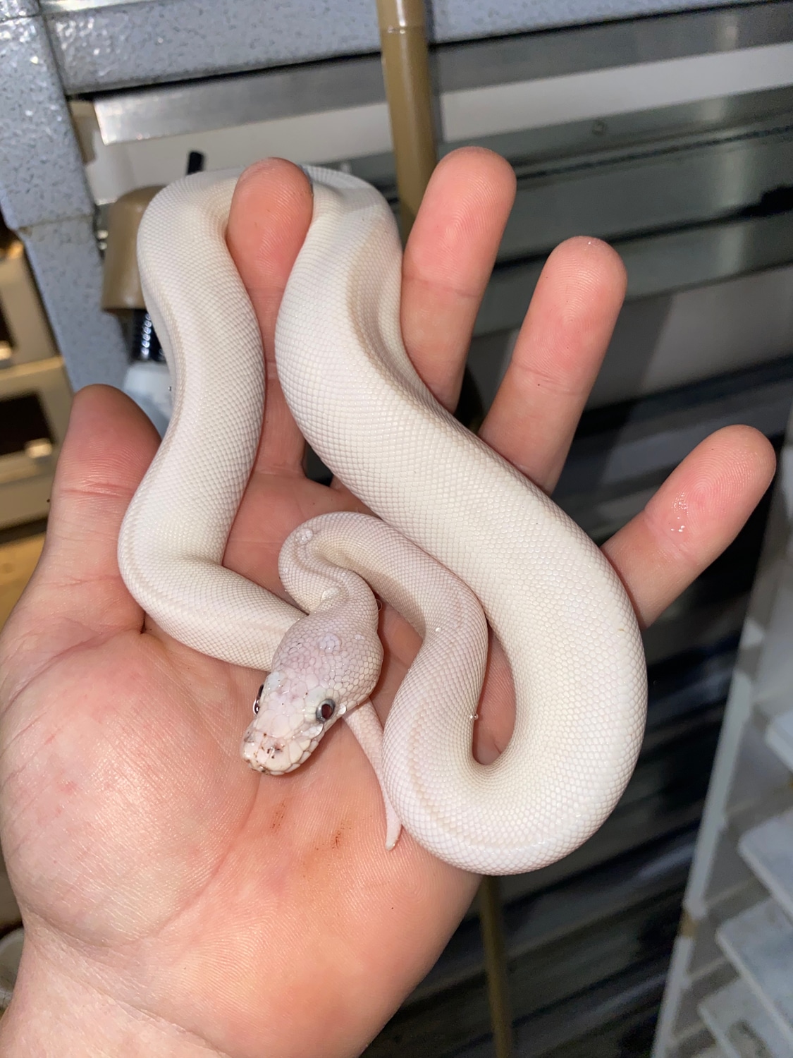 Blue Eyed Lucy Ball Python by Carpy's Boas and Corns Snakes - MorphMarket