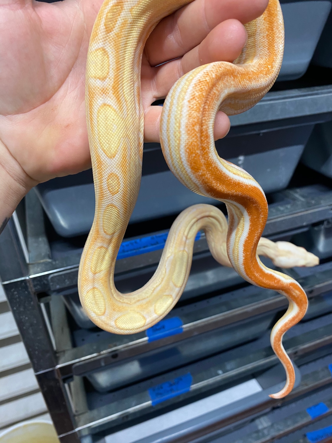 Sharp Albino Motley Pos Het Leopard Boa Constrictor by Carpy's Boas and ...