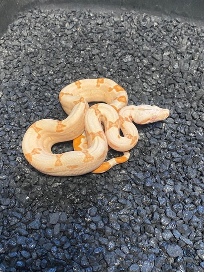 Super Sunglow Het Anery Boa Constrictor by Carpy's Boas and Corns Snakes
