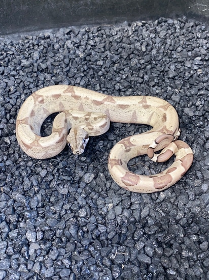 Pos Super Ghost Het Albino Boa Constrictor by Carpy's Boas and Corns Snakes