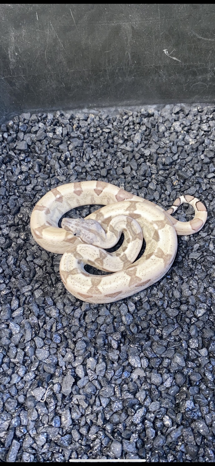 Pos Super Ghost Het Albino Boa Constrictor by Carpy's Boas and Corns ...
