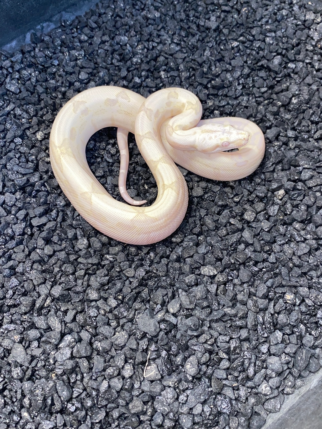 Super Moonglow Boa Constrictor by Carpy's Boas and Corns Snakes ...