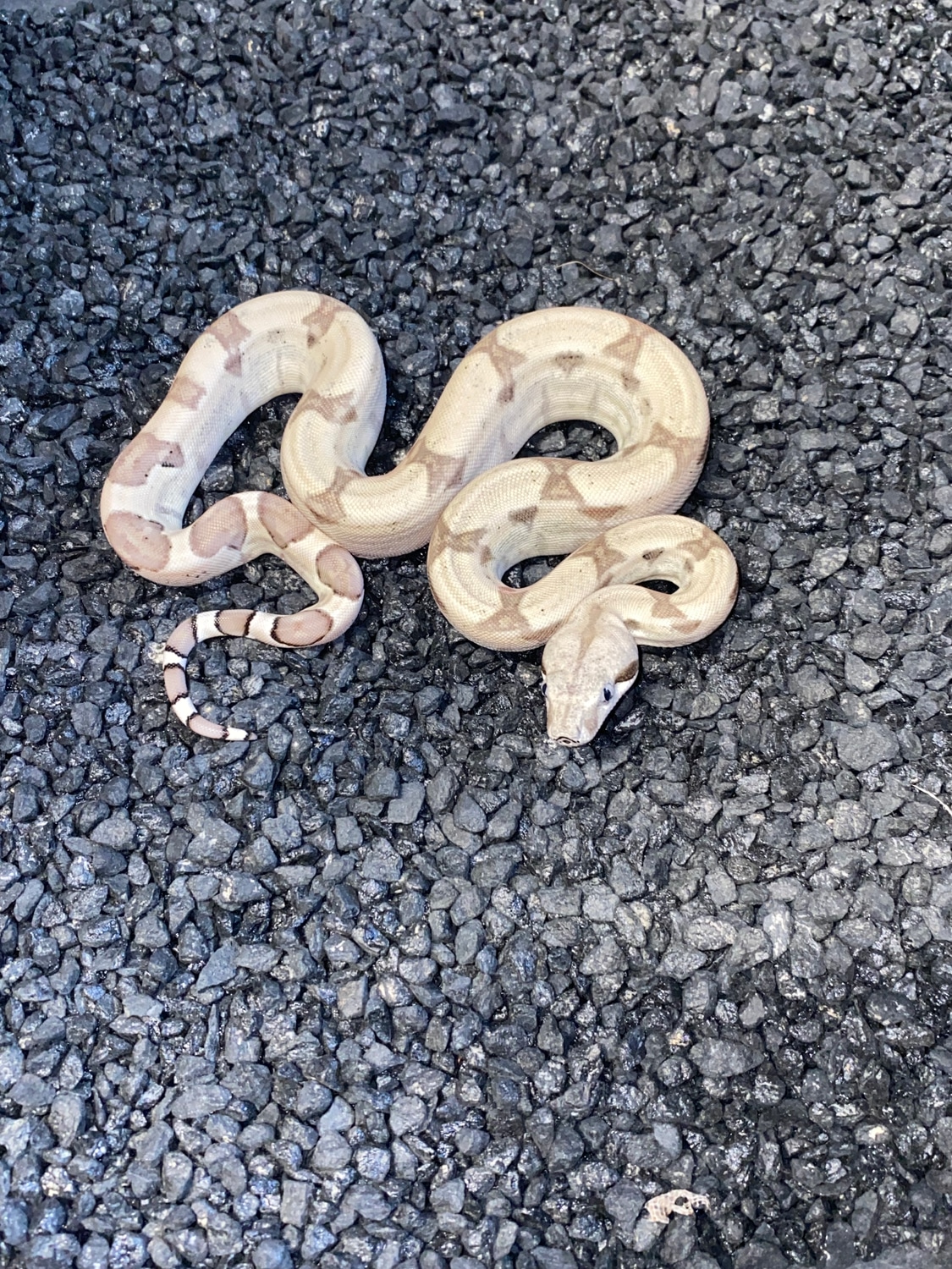 Pos Super Ghost Het Albino Boa Constrictor by Carpy's Boas and Corns ...