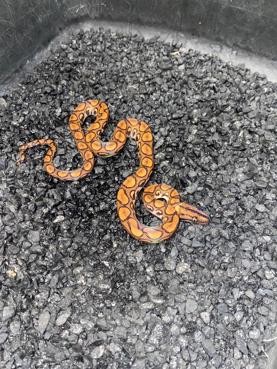 Brazilian Rainbow Boa by Carpy's Boas and Corns Snakes - MorphMarket