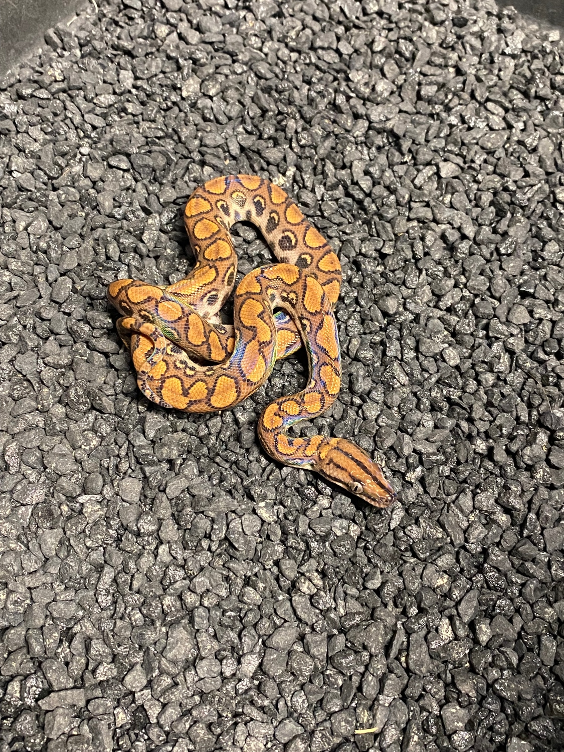 Brazilian Rainbow Boa by Carpy's Boas and Corns Snakes - MorphMarket