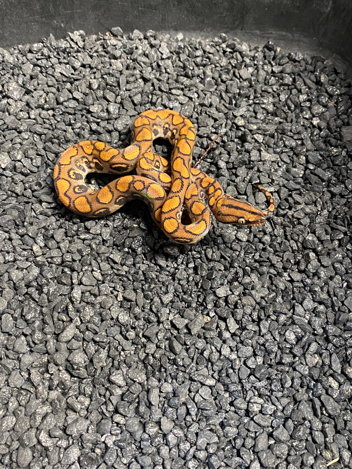 Brazilian Rainbow Boa by Carpy's Boas and Corns Snakes - MorphMarket