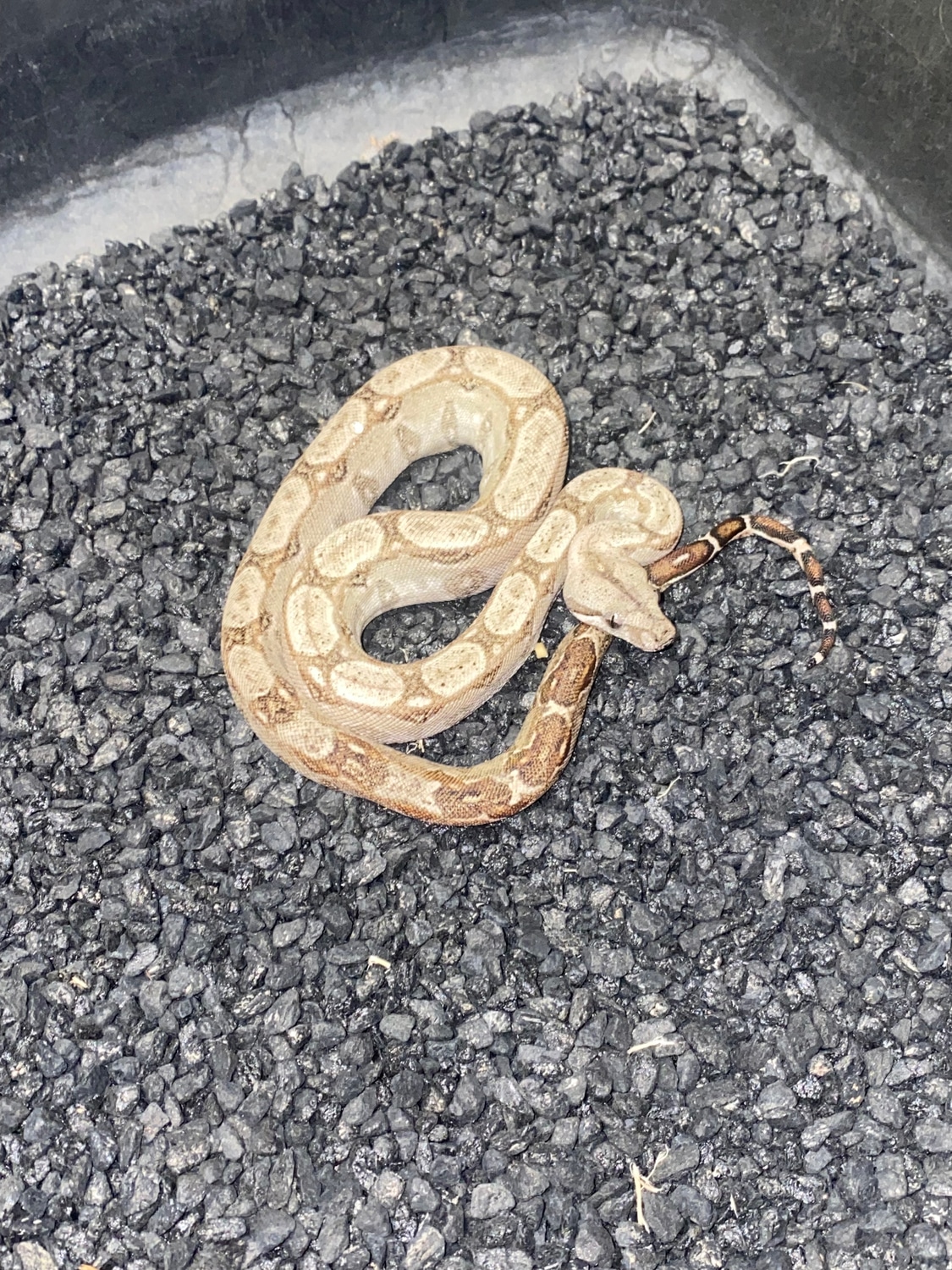 Het Type 2 Anery Boa Constrictor by Carpy's Boas and Corns Snakes ...