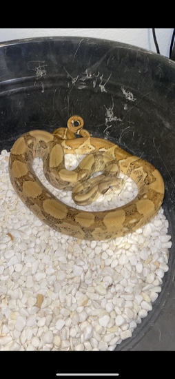 Hypo Fire Het Rdr Black Eyed Anery 66% Het Anery Pos Het Albino Boa ...