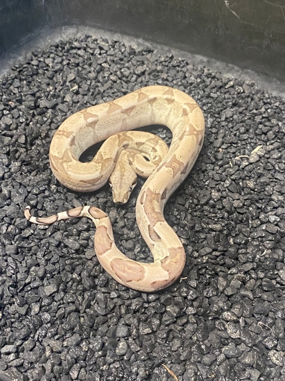 Pos Super Ghost Het Albino Boa Constrictor by Carpy's Boas and Corns Snakes