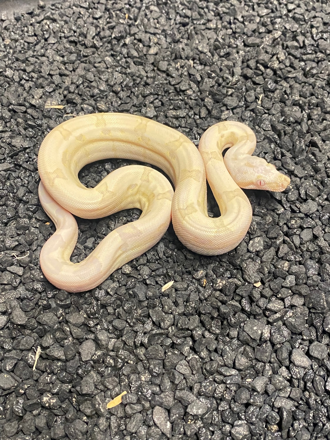 Super Moonglow Boa Constrictor by Carpy's Boas and Corns Snakes ...