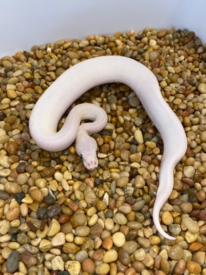 Blue Eyed Lucy Ball Python by Carpy's Boas and Corns Snakes