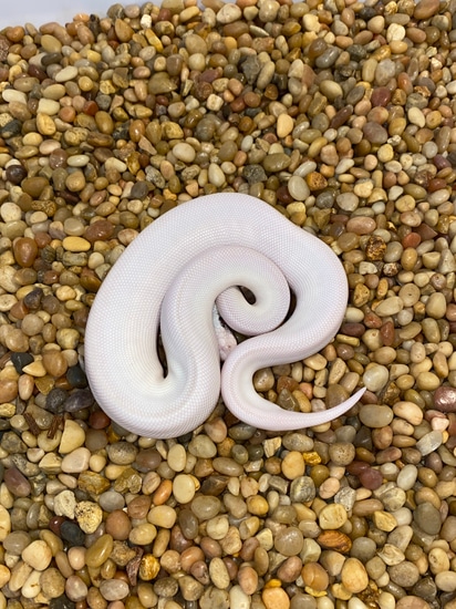 Blue Eyed Lucy Ball Python by Carpy's Boas and Corns Snakes