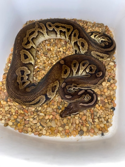 Cinnamon Mojave Ball Python by Carpy's Boas and Corns Snakes