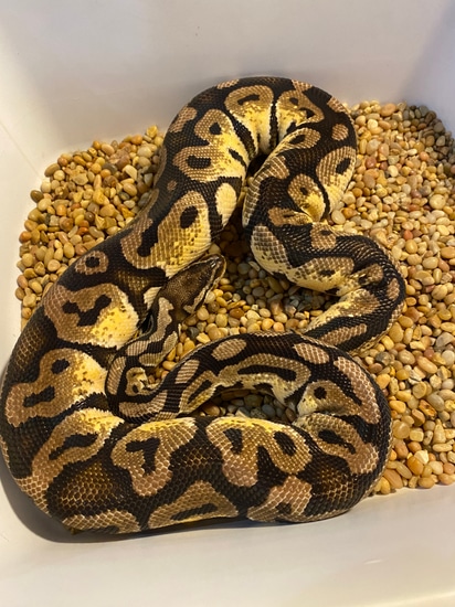Pastel Vanilla Ball Python by Carpy's Boas and Corns Snakes