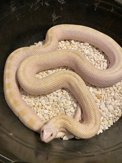 Snow 66% Het Patternless Bullsnake by Carpy's Boas and Corns Snakes