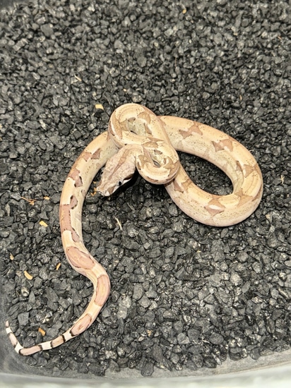 Pos Super Ghost Het Albino Boa Constrictor by Carpy's Boas and Corns Snakes