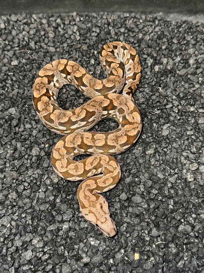 Dumerils Boa Dumeril's Boa by Carpy's Boas and Corns Snakes