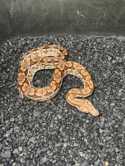Dumerils Boa Dumeril's Boa by Carpy's Boas and Corns Snakes