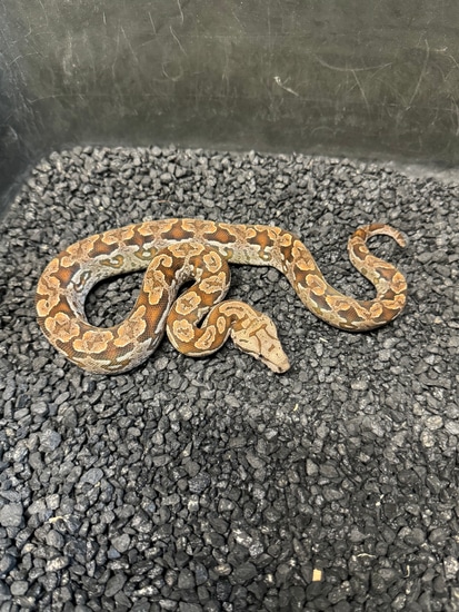 Dumerils Boa Dumeril's Boa by Carpy's Boas and Corns Snakes