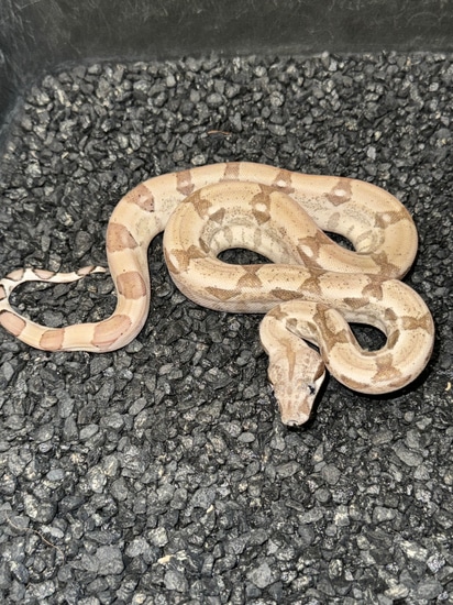 Pos Super Ghost Het Albino Boa Constrictor by Carpy's Boas and Corns Snakes