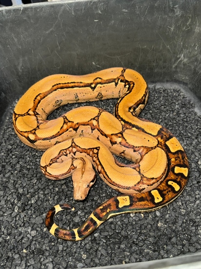 Square Tail Pos Het Albino Boa Constrictor by Carpy's Boas and Corns Snakes