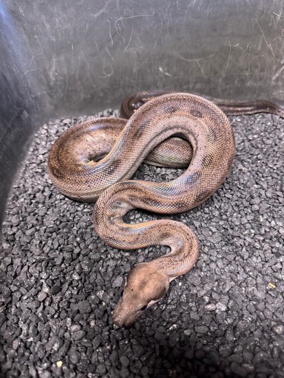 Type 2 Anery Aby Eclipse Boa Constrictor by Carpy's Boas and Corns Snakes