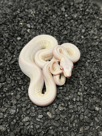 Hypo Blizzard Het Anery Boa Constrictor by Carpy's Boas and Corns Snakes