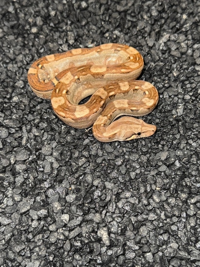 Aby Aztec Het Sharp Albino 50 % Het Rdr Bea Boa Constrictor by Carpy's ...