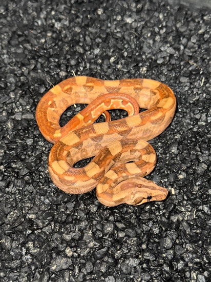 Hypo Aby Aztec Het Sharp Blizzard Boa Constrictor by Carpy's Boas and ...