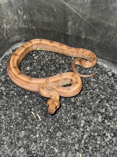 Ghost Devil Ca T+ Motley Boa Constrictor by Carpy's Boas and Corns Snakes