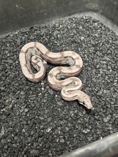 Rdr Bea Motley Arabesque Fire Boa Constrictor by Carpy's Boas and Corns ...